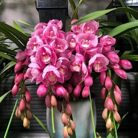 新品蘭花球根 耐熱好養濃香型花卉驅蚊室內名貴蘭花種球墨蘭四季蘭花苗大花蕙蘭種子庭院陽台綠植 蝦皮購物