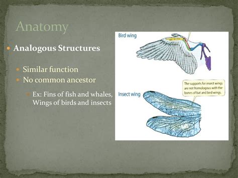 Evidence For Evolution Ppt Download