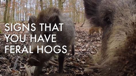 Signs That You Have Feral Hogs Youtube
