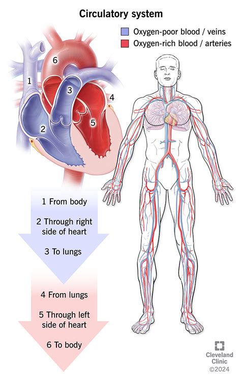 The Cardiovascular System And The Parts Of Your Heart Human