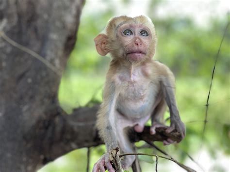 Spotted A Very Pitiful Monkey Wild Really In Danger Now