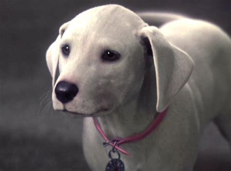 Oddball 101 Dalmatians Wiki Fandom Powered By Wikia