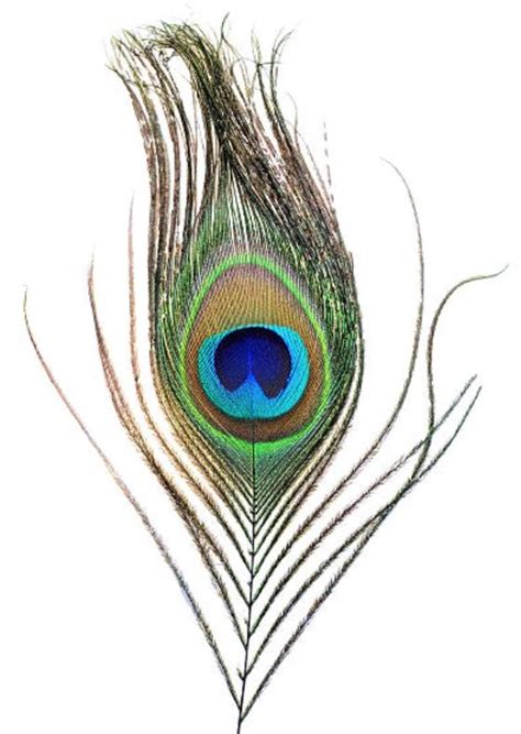 Peacock Feather Pattern Vector Art Png Peacock Feather Vector Peacock