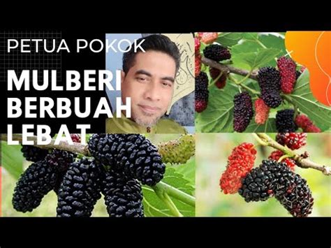 Apa Petua Pokok Mulberry Ini Berbuah Lebat? - YouTube
