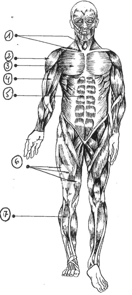 Muscles Pt 1 Diagram Quizlet