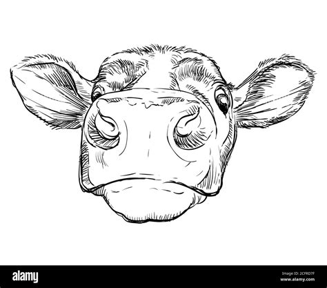 Monochrome Funny Cow Head Sketch Hand Drawn Vector Illustration Isolated On White Background
