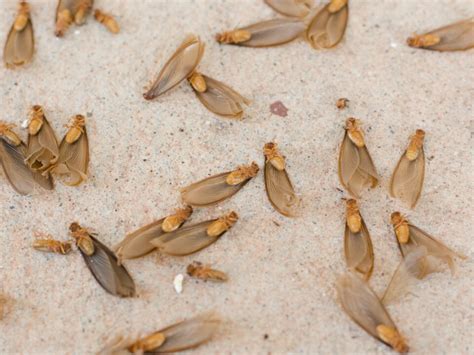 Do You Know The Difference Between Subterranean Vs Drywood Termites
