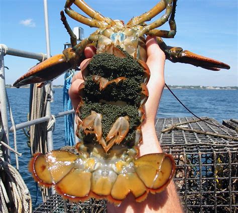 Instancesegmentationegg Berriedlobster Instance Segmentation Dataset