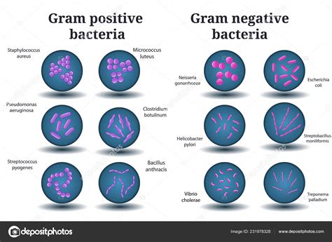 Bacillus Gram Stain Positive