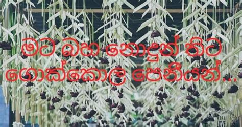 මුදියන්සේ වලව්ව ගොක් කොල පෙනීයන්