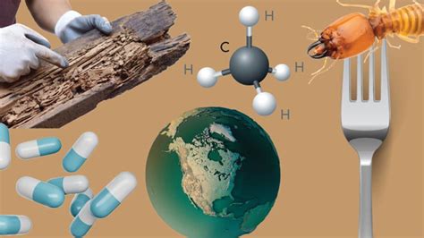Five Interesting Termite Facts Pct Magazine