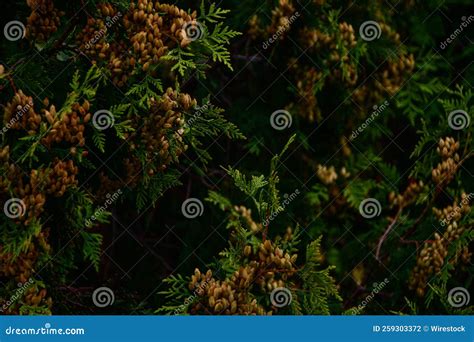 Beautiful View Of Dark Green Tree Branches With Buds Great For