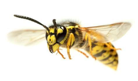 Bij Versus Wesp Welk Insect Steekt Het Andere De Loef Af New Scientist