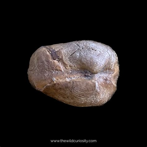 Bivalve Fossil From The Uks Jurassic Coast Thracia Depressa Geology