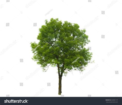 421 330 Trees No Background Images Stock Photos Vectors Shutterstock