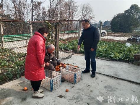 丹江口市凉水河镇：人大代表现场调研柑桔销售情况 湖北日报新闻客户端