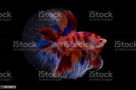 シャムの戦いの魚黒い背景ストック写真に隔離されたベタハーフムーン ベタ・スプレンデンスのストックフォトや画像を多数ご用意 ベタ・スプ