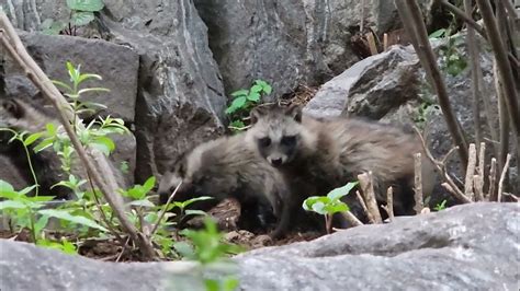 아파트내 갑자기 나타난 대가족 Youtube