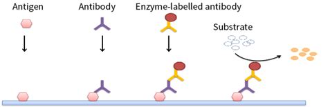 Indirect Elisa Sino Biological