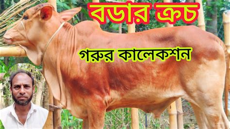 তারিক 01744816124 ইমো বডার ক্রচ হাইব্রিড জাতের শাহীওয়াল গীর সিন্ধী