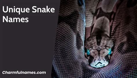 350+ Amazing Snake Names For Every Species And Personality