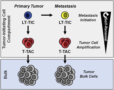 Distinct Types Of Tumor Initiating Cells Form Human Colon Cancer Tumors And Metastases Cell