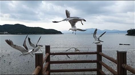 부안 갈메기 Youtube