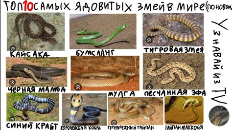 Топ 10 самых ядовитых змей в мире в новой версии Youtube