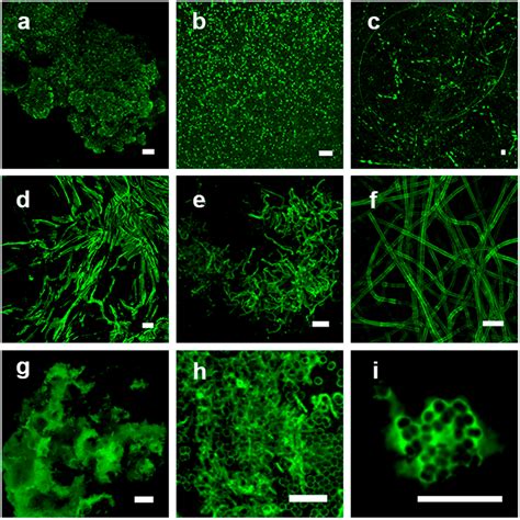 Microorganisms Free Full Text Fluorescence Lectin Bar Coding Of Glycoconjugates In The