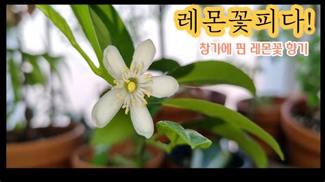 꽃피는 레몬나무영상글음성 레몬 꽃피는 날 향기에 압도되고the Scent Of Lemon Flowers Youtube