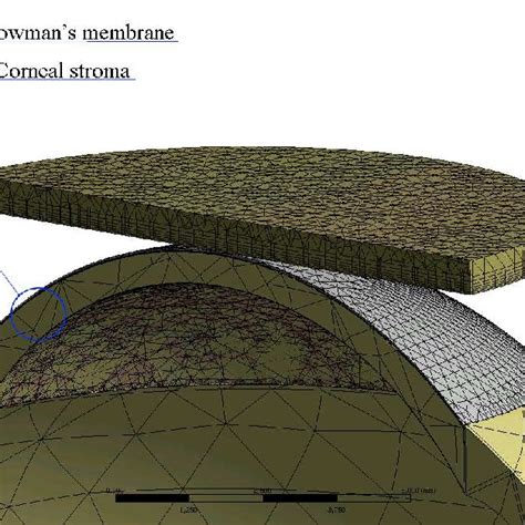 Cross Section Of Fe Model Of The Shell With The Yz Plane With The Fe