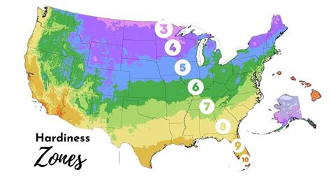Birch Tree Zone At Jill Farris Blog