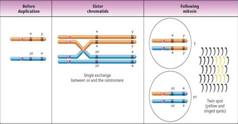 Mitotic Recombination A Type Of Genetic Recombination Assignment Point