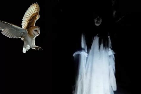 Inilah Mitos Burung Hantu Mampu Mengundang Makhluk Halus Rumah Bisa