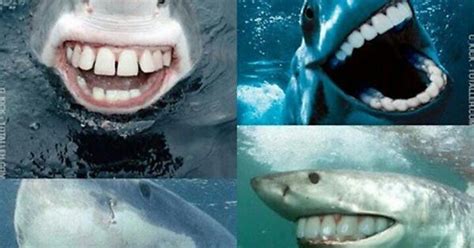 Sharks Seem A Lot Friendlier Without Sharp Teeth Imgur