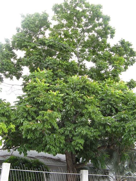 Chukrasia Tabularis Plants Garden Tree