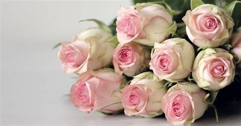 Roses Flower Bouquet Buds Close Up 1920x1080 Album On Imgur
