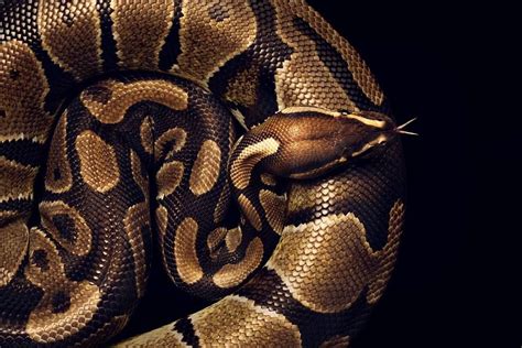Pin By David Morey On Serpents Python Regius Ball Python Python