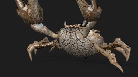 Crab C2 Animated 3d Model By Animated3d