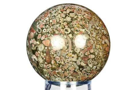 31 Colorful Fossil Crinoid Stems In Marble Sphere 308693 For Sale