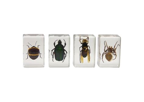 Celestron 3d Bug Specimen Kit 2 Price Chat
