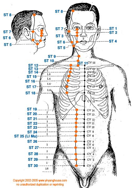 St Stomach Meridian Graphic Yin Yang House Acupuncture