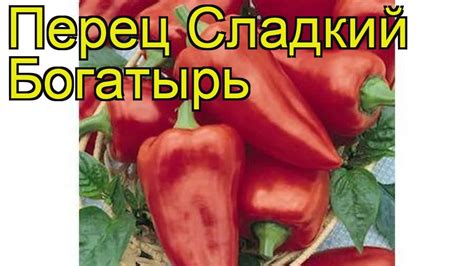 Перец Богатырь Описание Сорта Фото Отзывы – Telegraph
