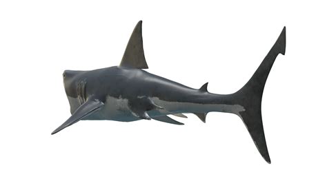 Carcharodon Carcharias 3d Model Flippednormals