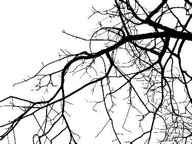 Black And White Tree Branches