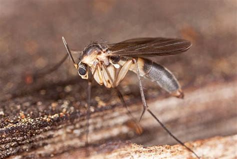 How To Get Rid Of Phorid Flies Forbes Home