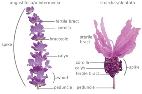 Lavender Lavandula Angustifolia A Complete Guide