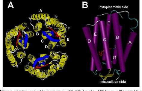 Figure 1 From Purple Membranes From Halobacterium Salinarum As Building Blocks For