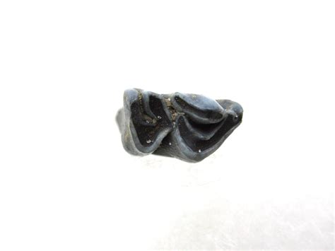 Florida Pleistocene Deer Tooth 5 Fossils For Sale