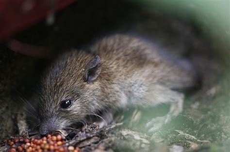 Universe 25 Experiment How Did The Mouse Utopia Project Turned Into